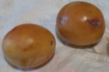 Prun alb de Cireșoaia