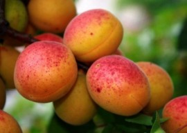 Cais - Grădina Moșului