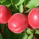 Cais - Grădina Moșului