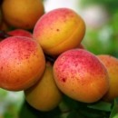 Cais - Grădina Moșului