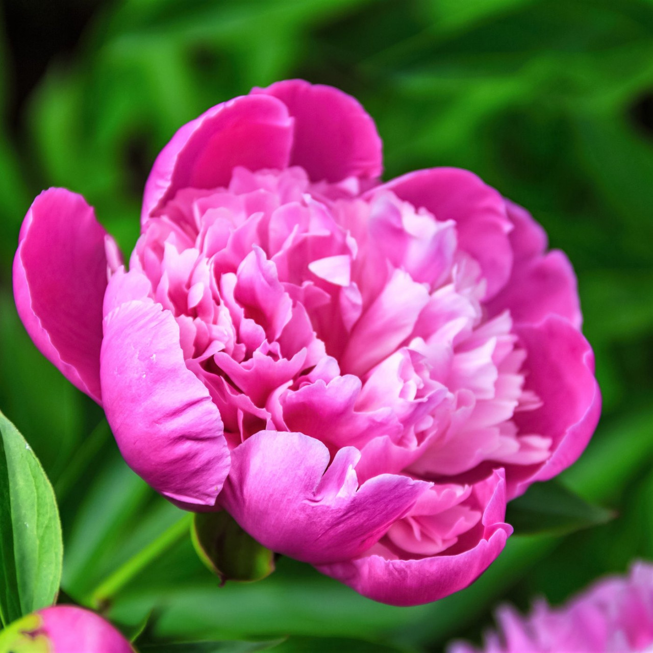 Bujor Edulis superba(Paeonia Edulis superba)