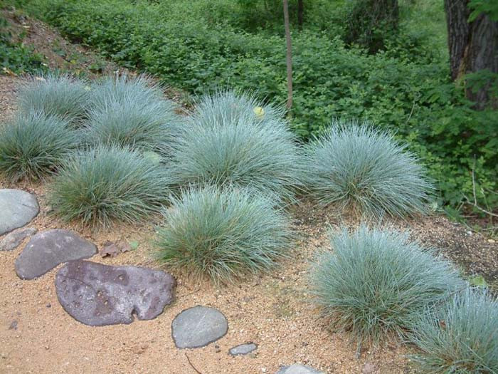 Iarba albastra (Festuca glauca cinerea)
