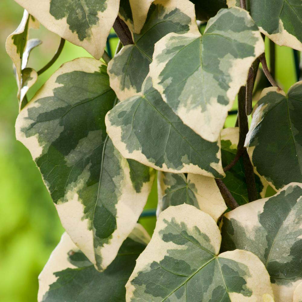 Iedera bicolora (Hedera colchica Dentata Variegata)
