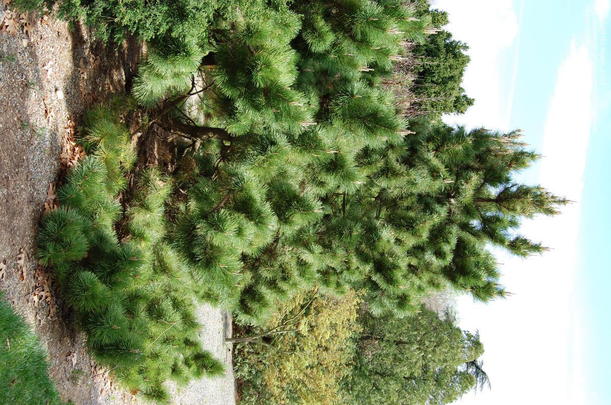 Pin negru japonez (Pinus thunbergii)