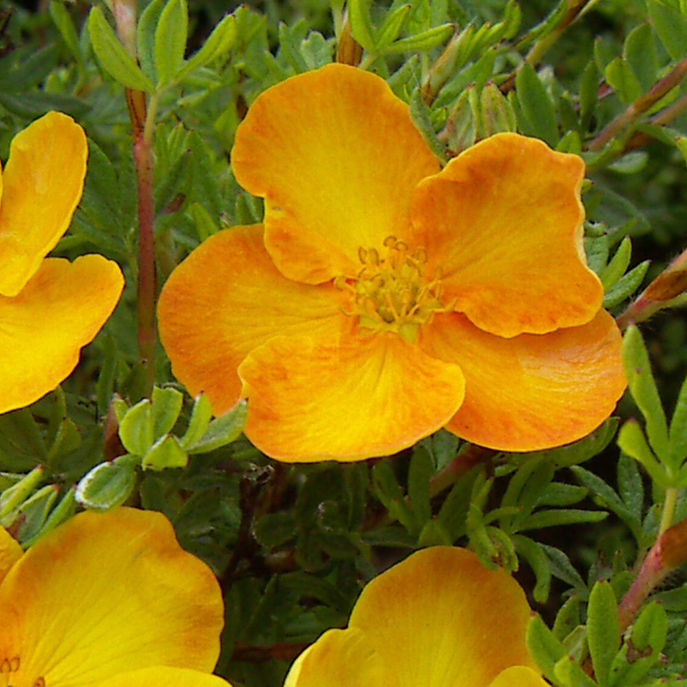 Potentilla Sunset