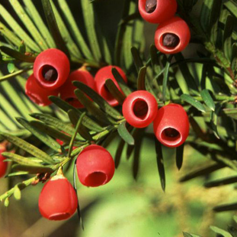 Tisa (Taxus baccata)