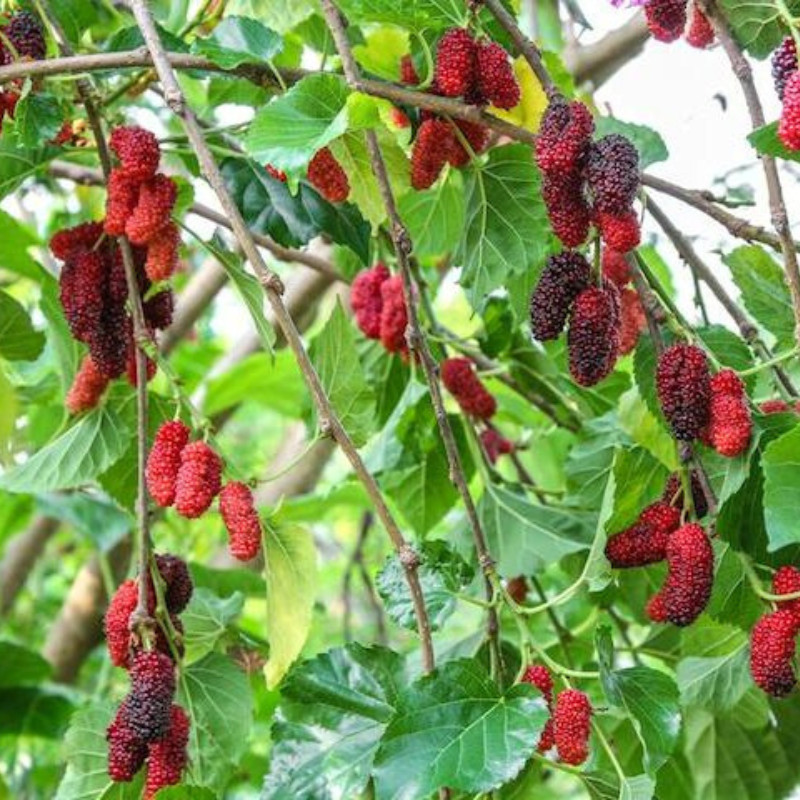 Dud alb pletos (Morus alba pendula) 200 cm