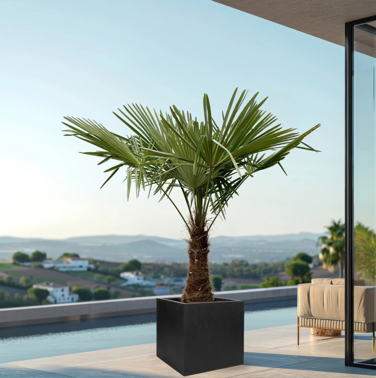 Palmier rezistent la ger (Trachycarpus fortunei)