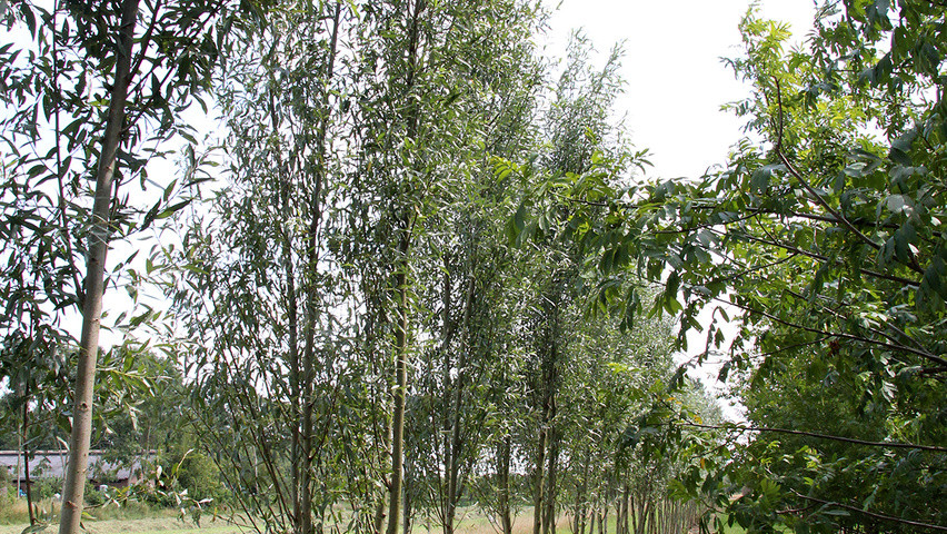 Salcie productie (Salix alba Clona RO 201)