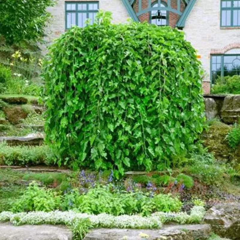 Dud alb pletos (Morus alba pendula) 200 cm