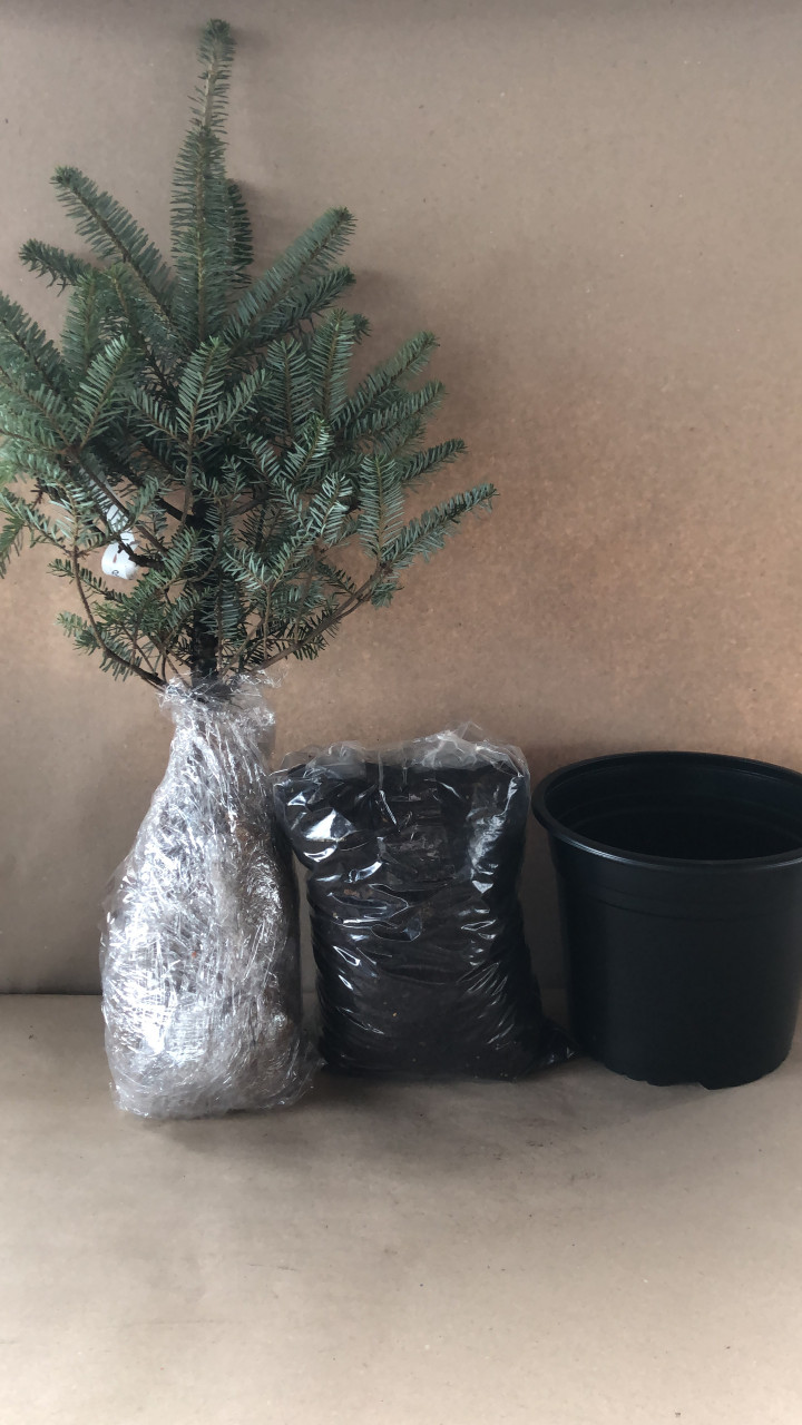 Kit Brad Craciun - Brad corean (Abies koreana) 30-50