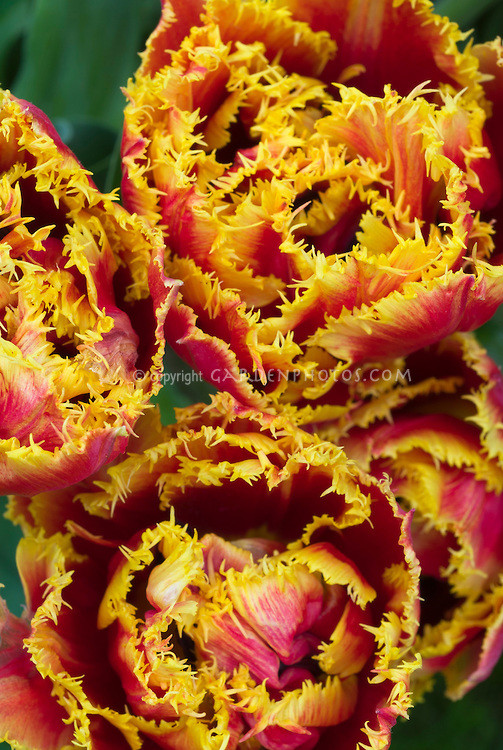 Lalele - Fringed Beauty