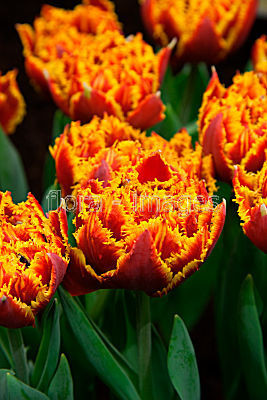 Lalele - Fringed Beauty