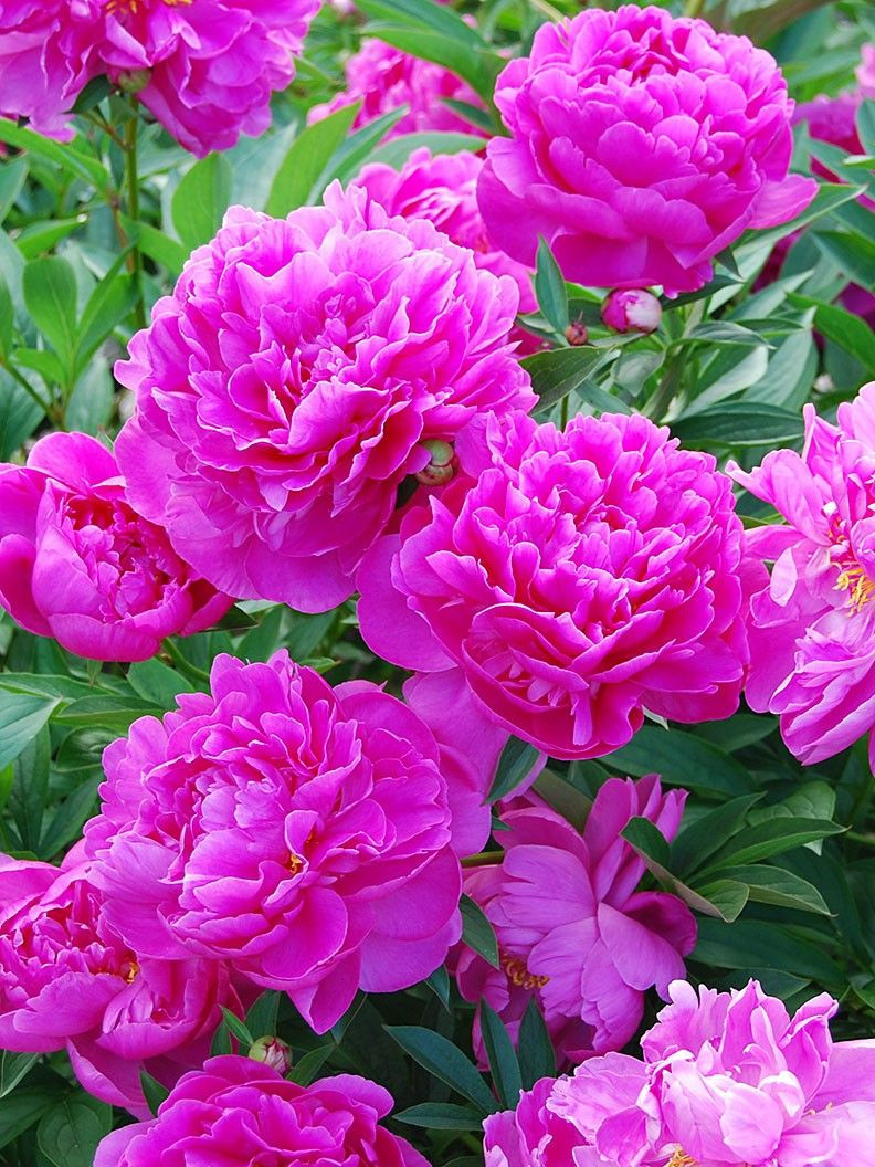 Bujor Edulis superba(Paeonia Edulis superba)