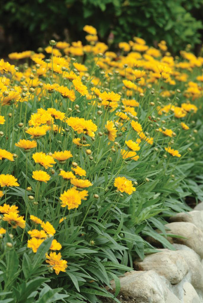 Coreopsis (Coreopsis grandiflora Sunray)
