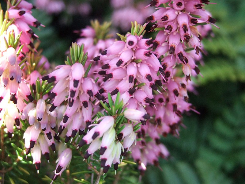 Erica (Erica darl. Mary Helen)