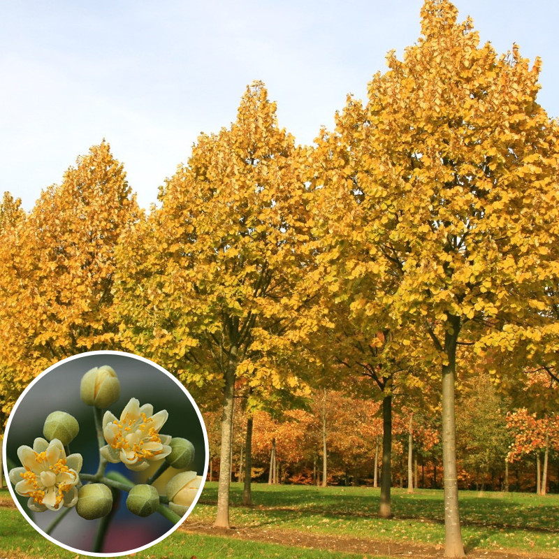 Tei argintiu (Tilia tomentosa) 100-120 cm