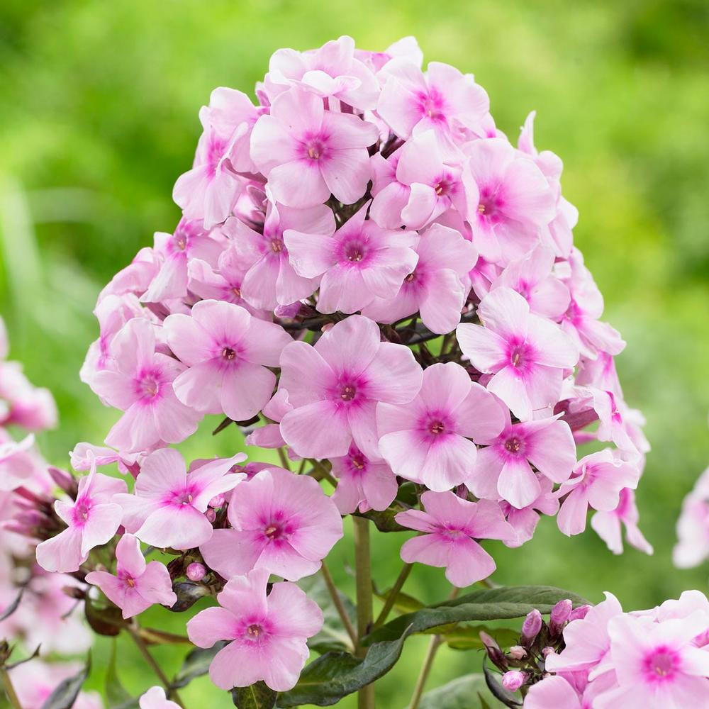 Brumarele, phlox (Phlox Bright Eyes)
