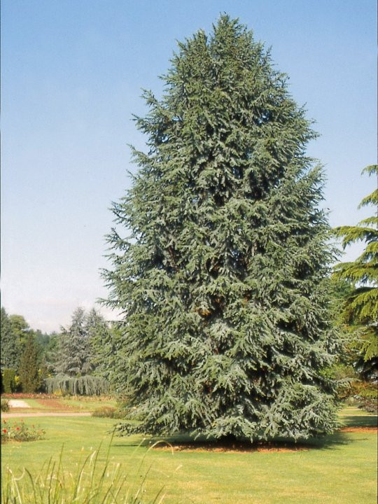 Cedru libanez (Cedrus libani)
