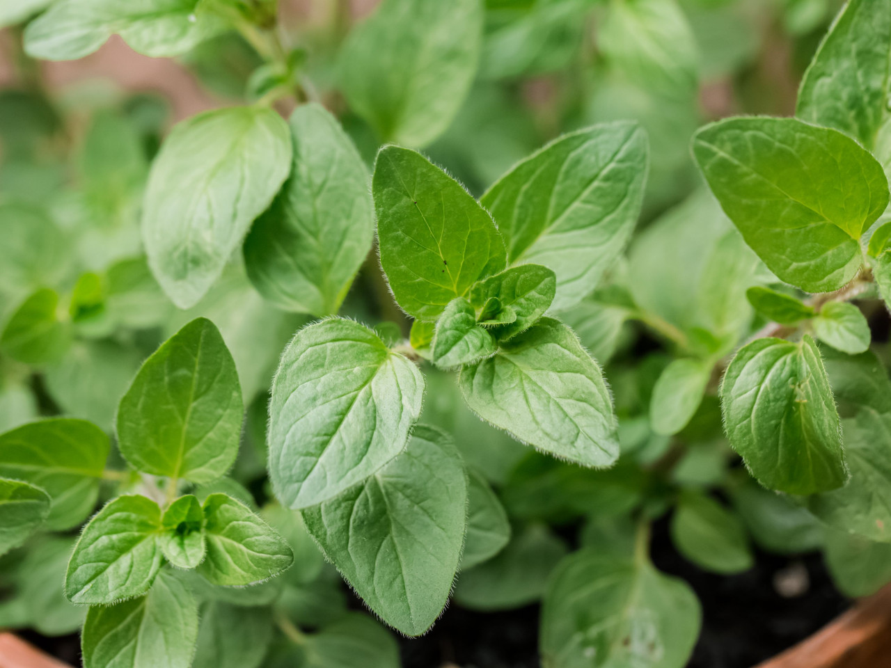 Oregano (Origanum vulgare Compactum)