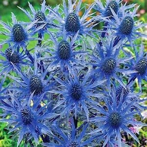 Scai vanat (Eryngium planum)