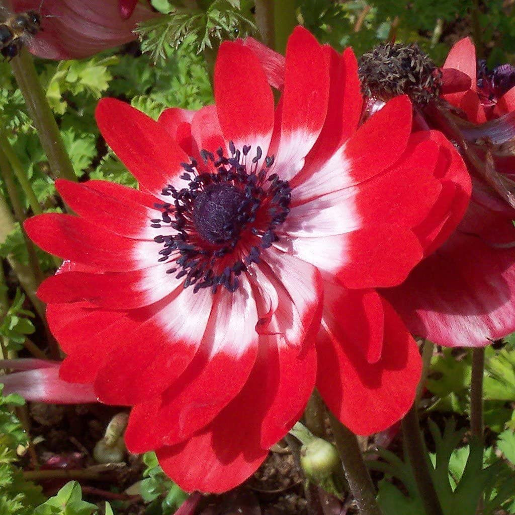 Anemone The governor st Brigid red