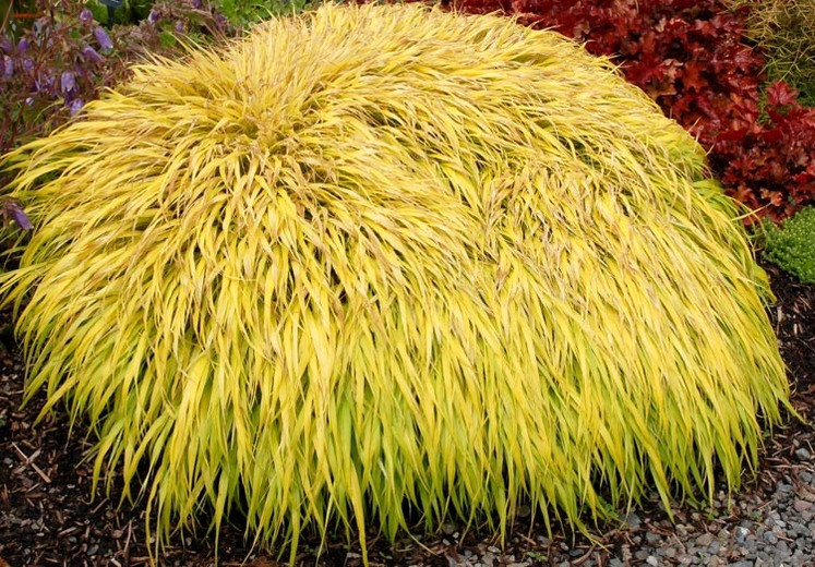 Iarba japoneza galbena (Hakonechloa macra All Gold)