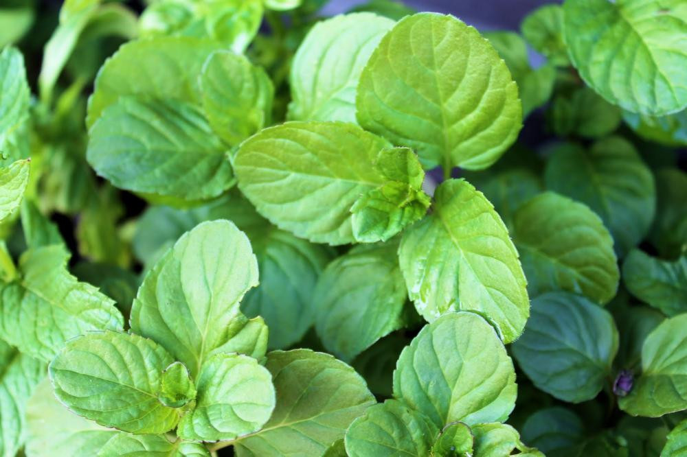 Menta citrata (Mentha piperita Citrata)