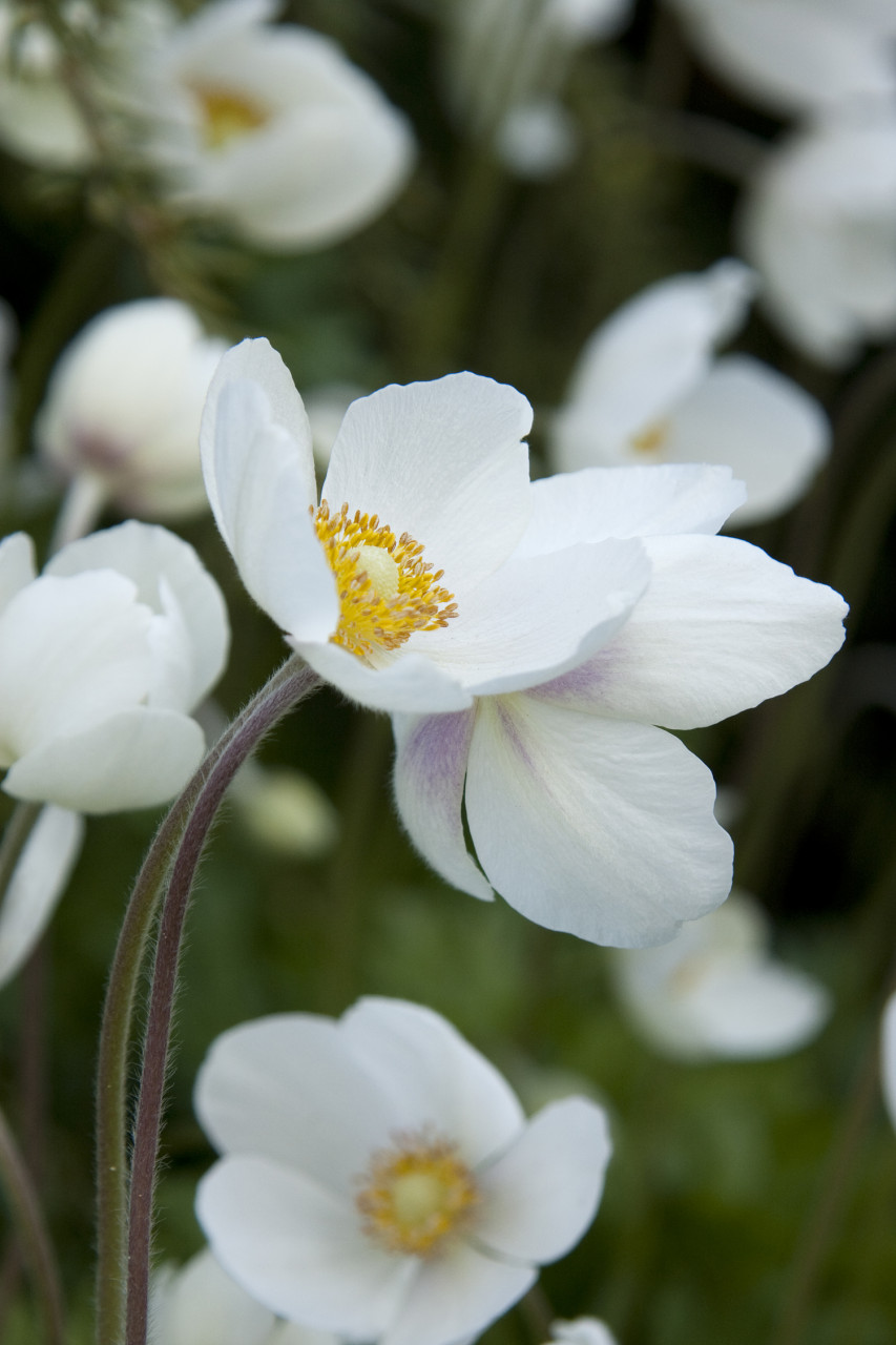 Pastita alba (Anemone sylvestris)