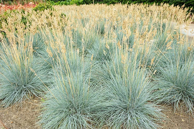 Iarba albastra (Festuca glauca 'Elijah blue')