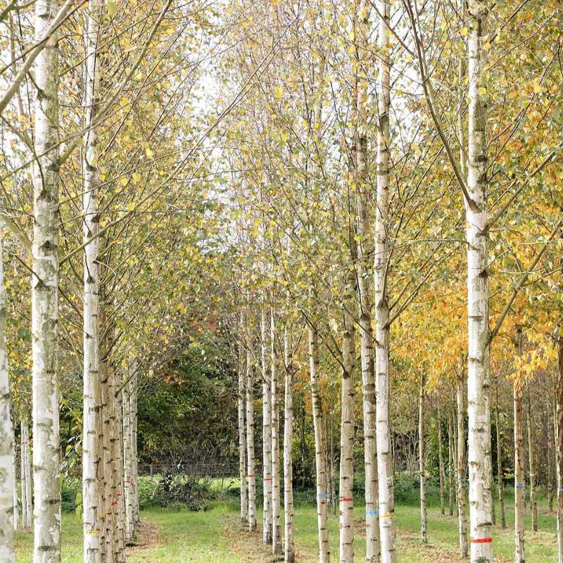 Mesteacan (Betula pendula) 80-120 cm