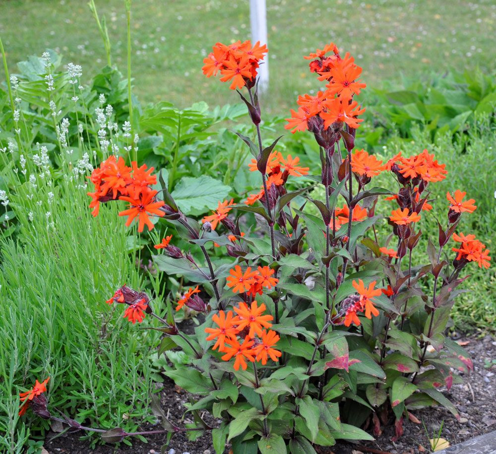 Barba Imparatului (Lychnis arkwrightii Vesuvius)