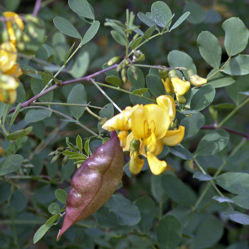 Colutea (Colutea arborescens)