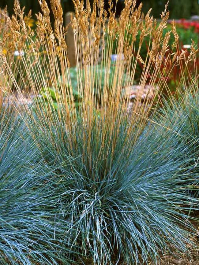 Iarba albastra (Festuca glauca 'Elijah blue')