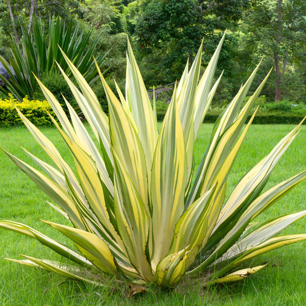 Iuca galbena (Yucca filamentosa Gold Heart)