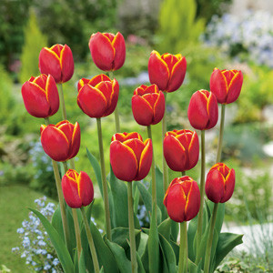 Lalele Verandi (Tulips Verandi)