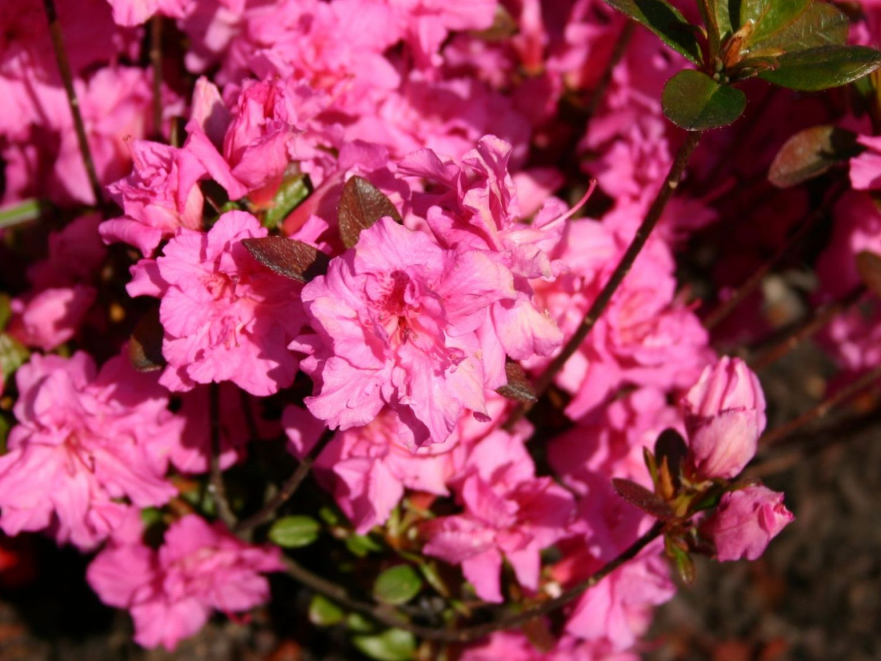 Azalee japoneza (Rhododendron Petticoat)