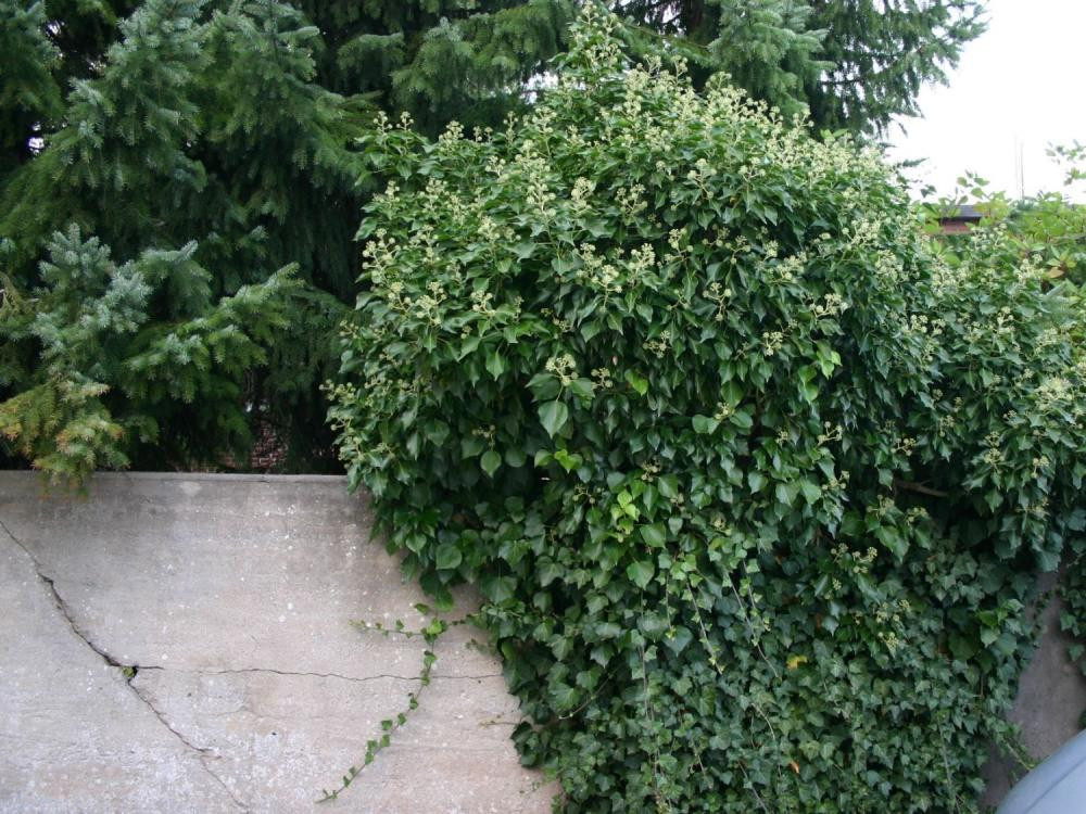 Iedera (Hedera hel. Arborescens)