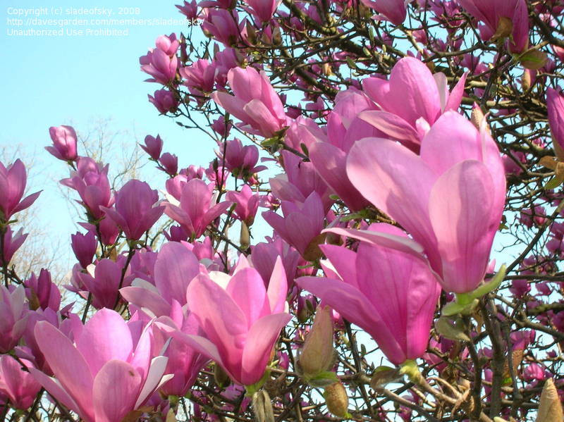 Magnolia Alexandrina (Magnolia sou. Alexandrina)