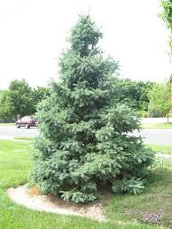 Molid alb (Picea glauca)