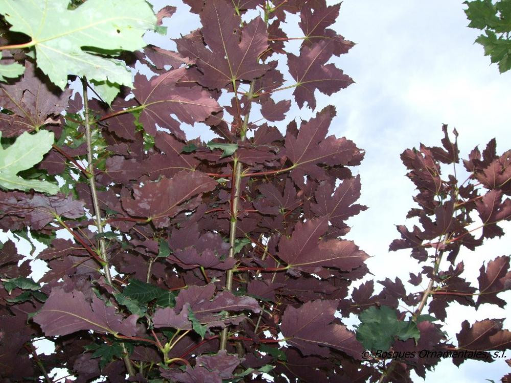 Paltin rosu (Acer pseudoplatanus Atropurpurea) 60-90 cm