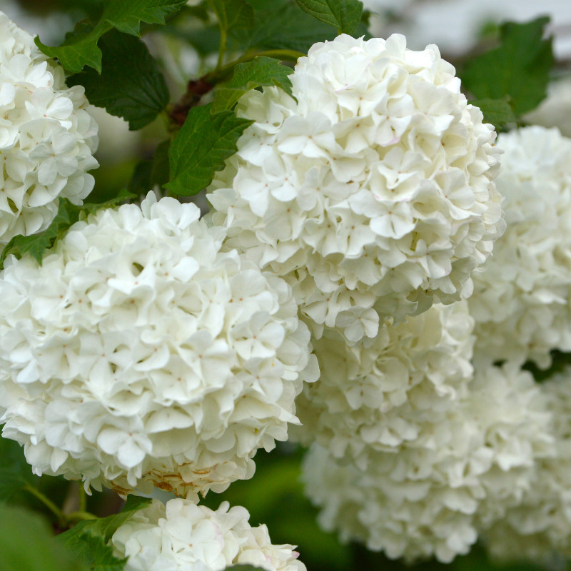 Bulgaras de zapada (Viburnum opulus Roseum) 30-50 cm