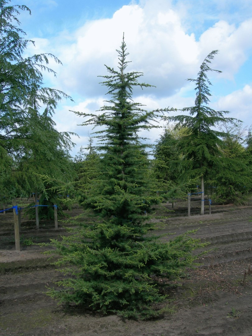 Cedru libanez (Cedrus libani)