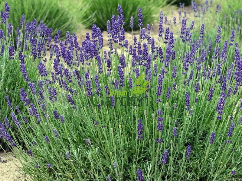 Levantica violet (Lavanda Valence Dark)