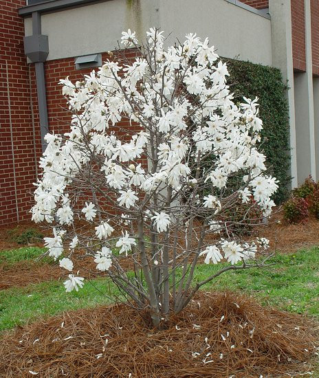 Magnolia stelata (Magnolia stellata)