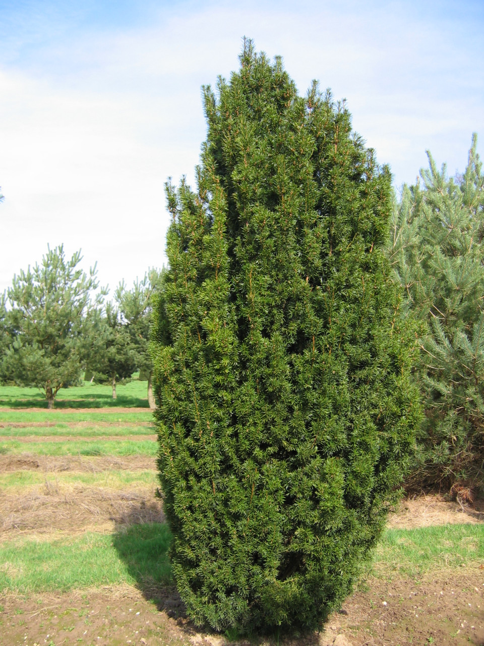 Tisa columnara (Taxus bac. 'Fastigiata Robusta ')