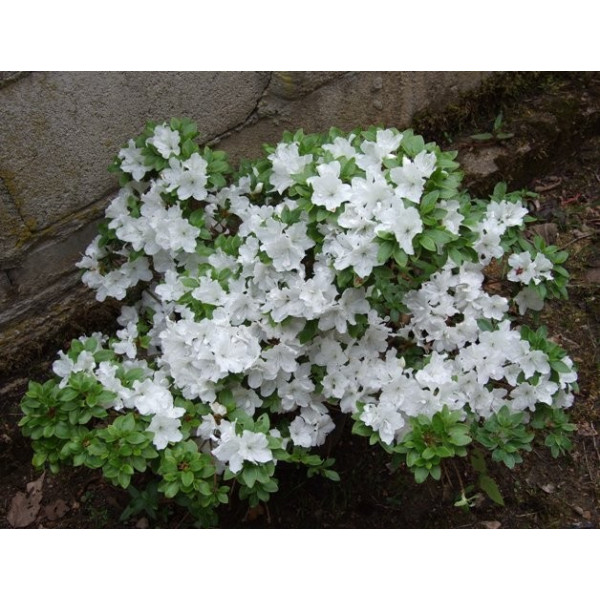 Azalee alba (Rhododendron Panda)