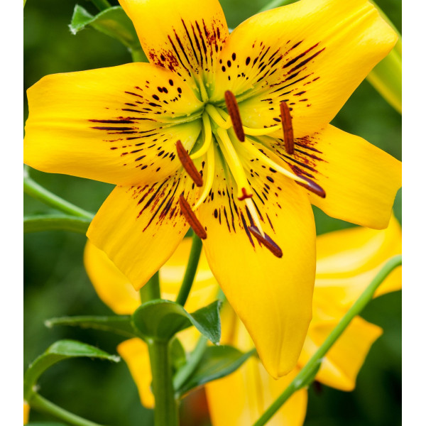 Crini Yellow bruse (Lilies Yellow bruse)
