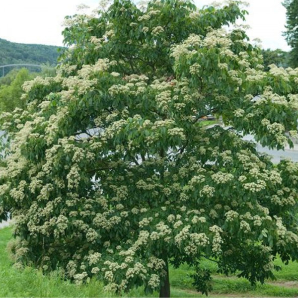 Evodia (Euodia hupehensis)