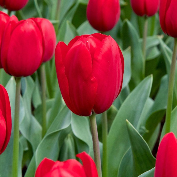 Lalele Royal cherry (Tulips Royal cherry)